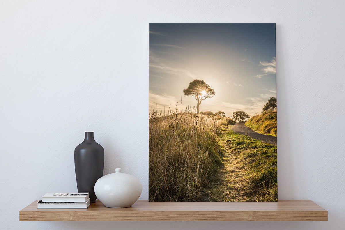 Coromandel Tree Golden Sunlight NZ | Fine Art Prints | Canvas – Meghan ...